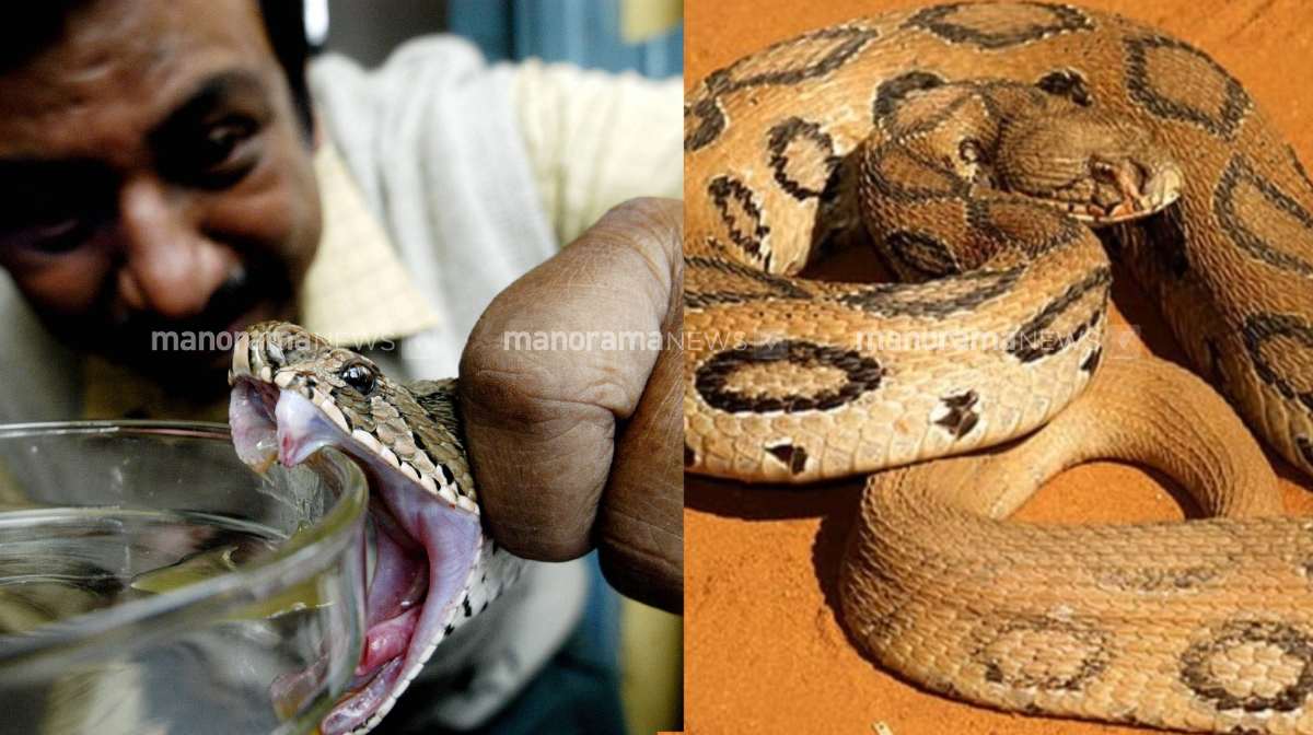 ചേനത്തണ്ടനും അണലിയും വന്നാല്‍ സ്ട്രോങ്ങായി നില്‍ക്കണം; അത്യുഗ്രന് ...