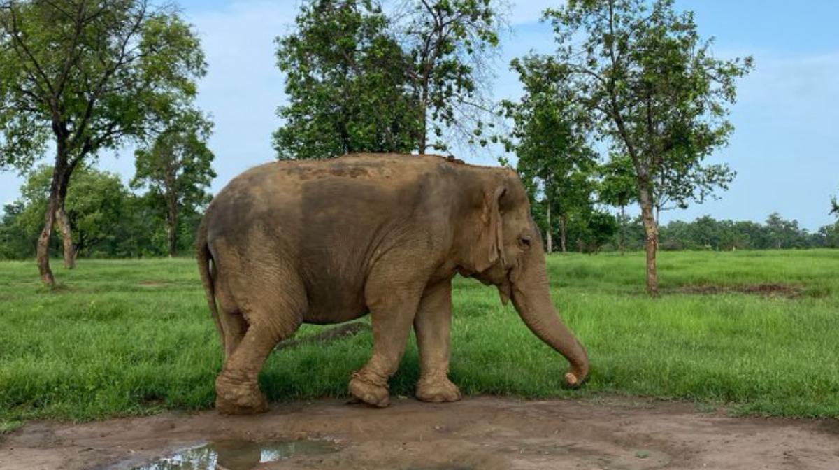 ഓര്‍മയായി ഏഷ്യയുടെ ആനമുത്തശ്ശി | വത്സല ചരിഞ്ഞു | ആനമുത്തശ്ശി | വത്സല ...