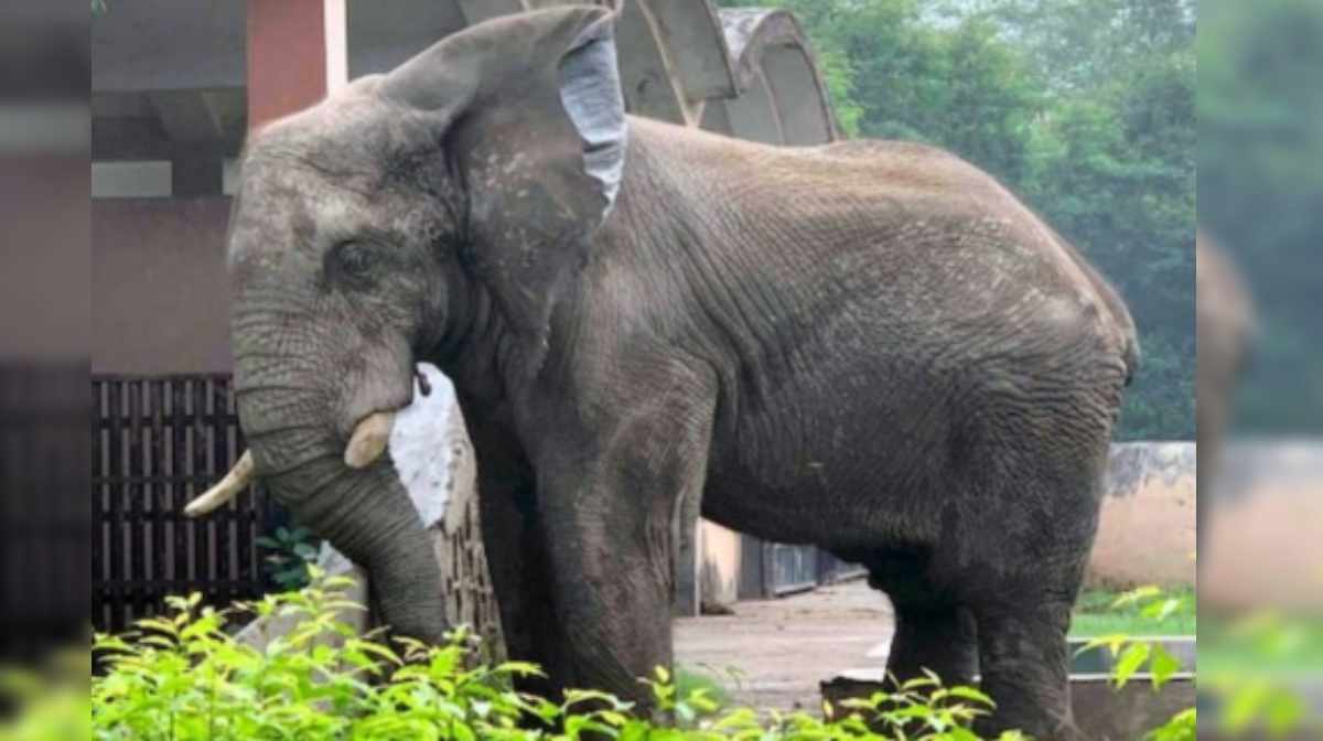 ഡല്‍ഹി മൃഗശാലയിലെ നിരപരാധിയായ ഏകാന്തതടവുകാരന്‍ ചരിഞ്ഞു, പിന്നാലെ ...