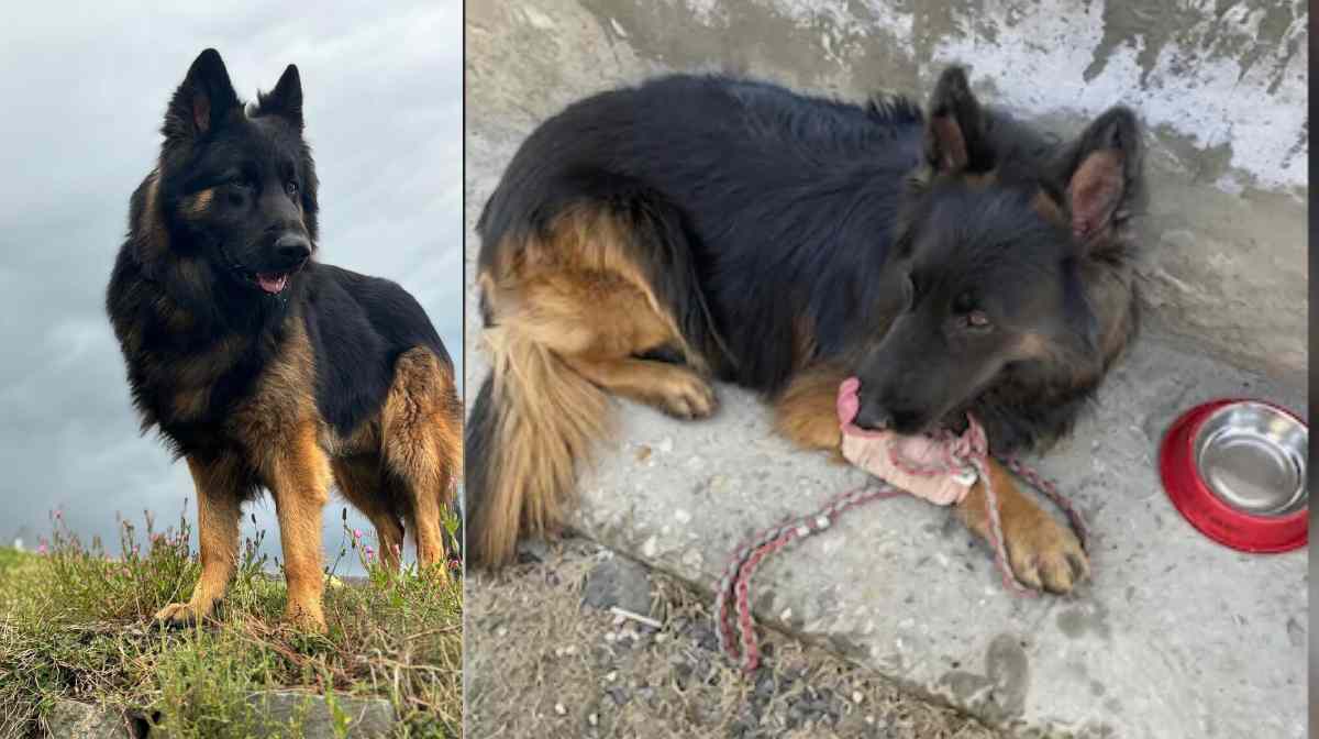 Hero Dog 'Tyson' Leads Indian Army to Victory Against Terrorists ...