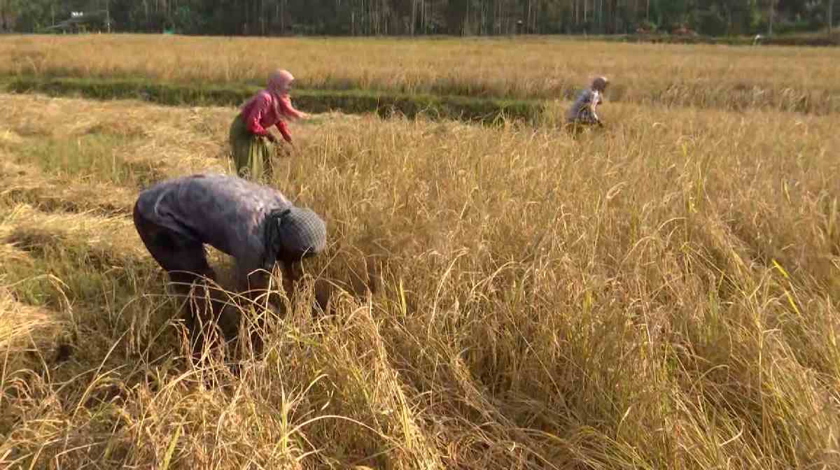Kerala Farmers Protest Over Delayed Paddy Payments | സപ്ലൈക്കോ സംഭരിച്ച ...