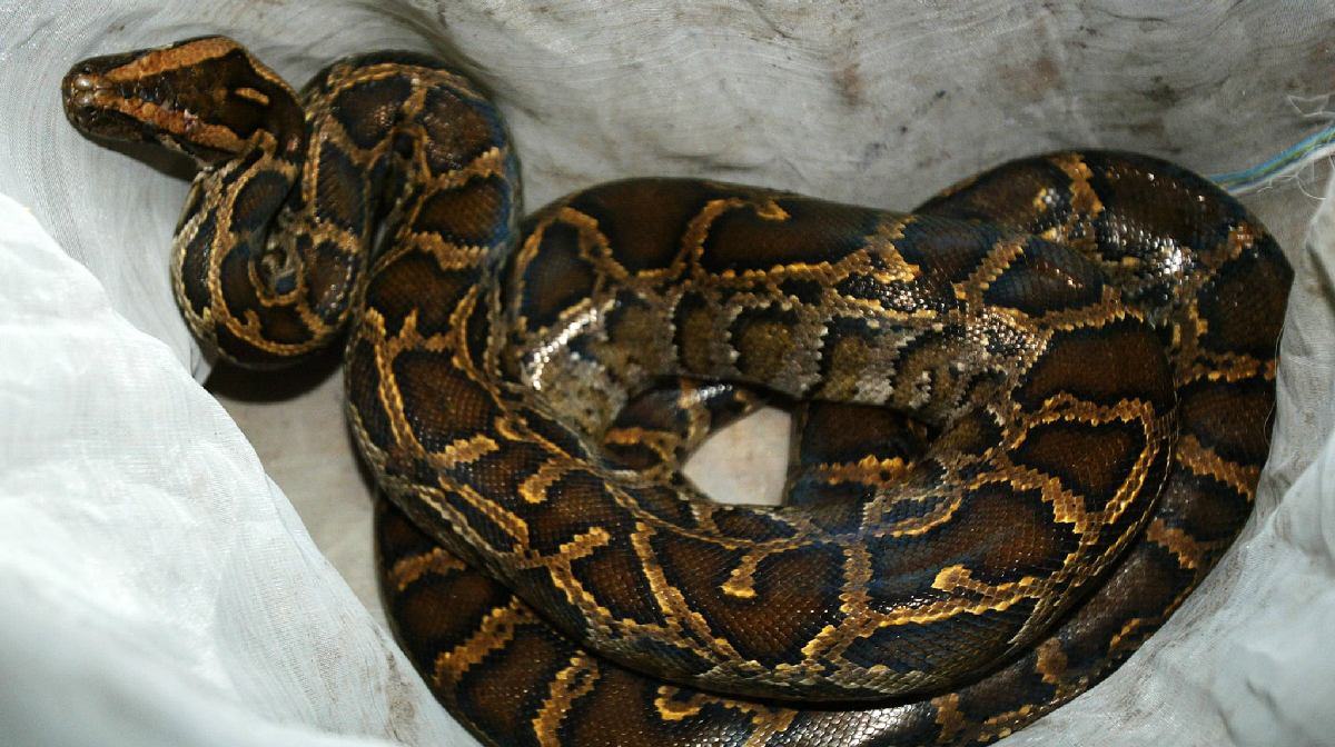 python snake malayalam