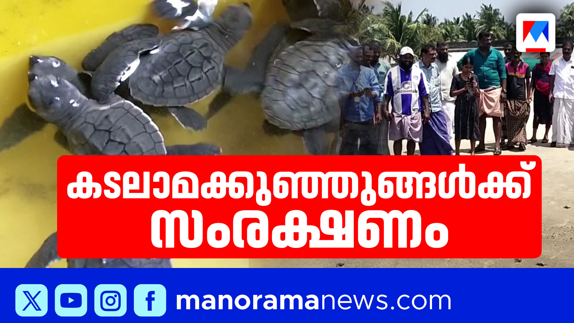 മല്‍സ്യതൊഴിലാളികളുടെ സംരക്ഷണത്തില്‍ വളര്‍ന്ന കടലാമ്മകുഞ്ഞുങ്ങള്‍ ഇനി ...