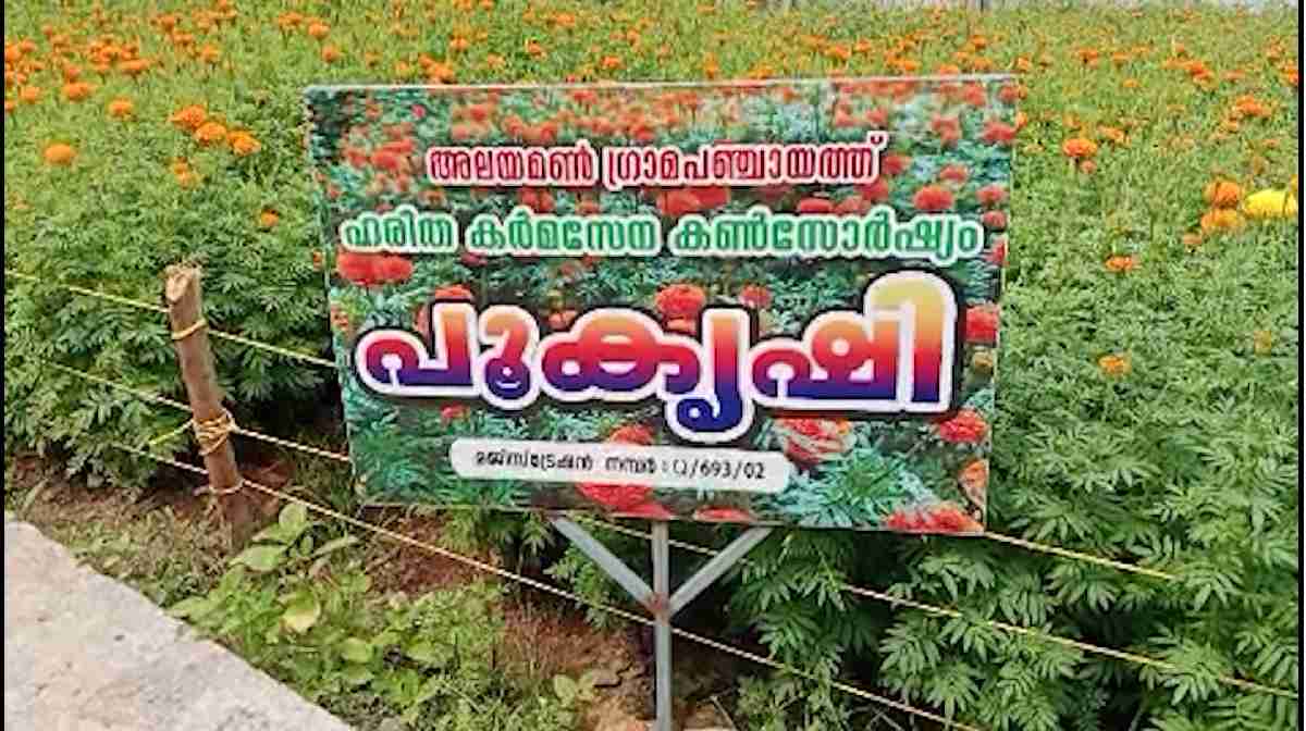 സൂപ്പര്‍ഹിറ്റായി ഹരിതകര്‍മസേനയുടെ ചെണ്ടുമല്ലി കൃഷി | Haritha Karma Sena ...