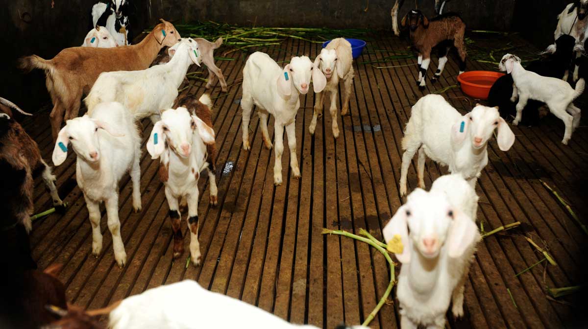 Robbery | Goat | SUV | എസ്.യു.വിയിലെത്തി ആടുകളെ മോഷ്ടിച്ചു; സി.സി.ടി.വി ...