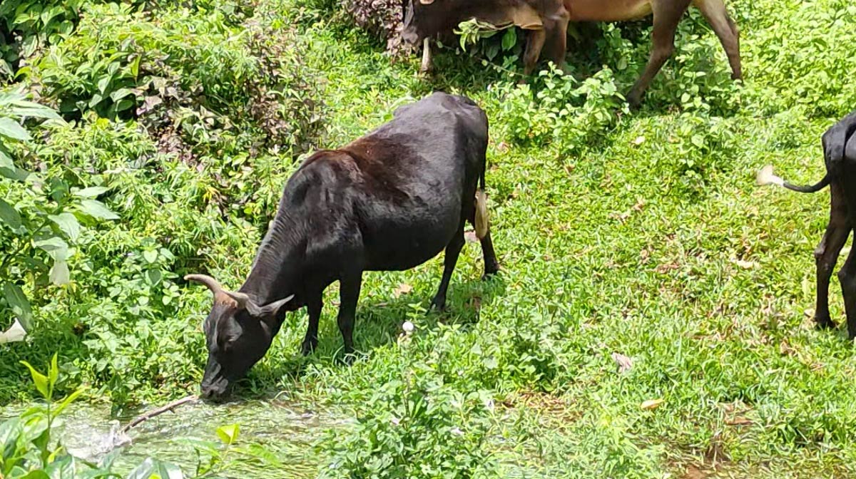 ഇടുക്കി പീരുമേട്ടിൽ പശുക്കളെ മോഷ്ടിക്കുന്നത് പതിവാകുന്നു