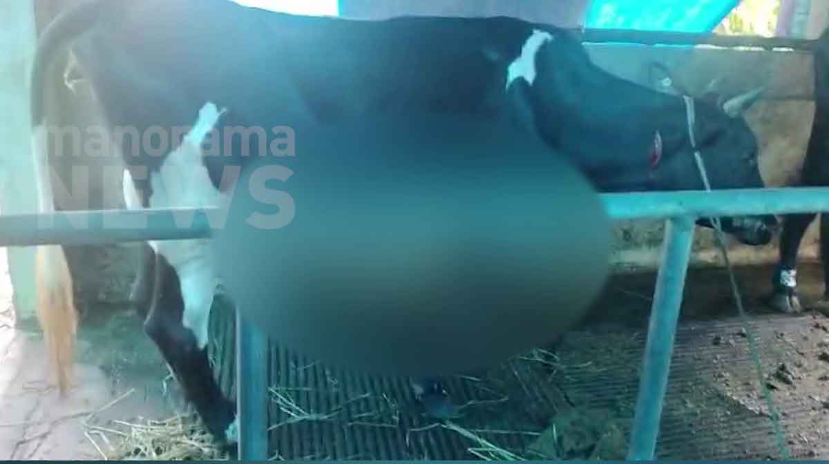 അയല്‍വാസിയുടെ പക; പശുവിനെ വെട്ടിക്കൊന്നു; കണ്ണീര്‍