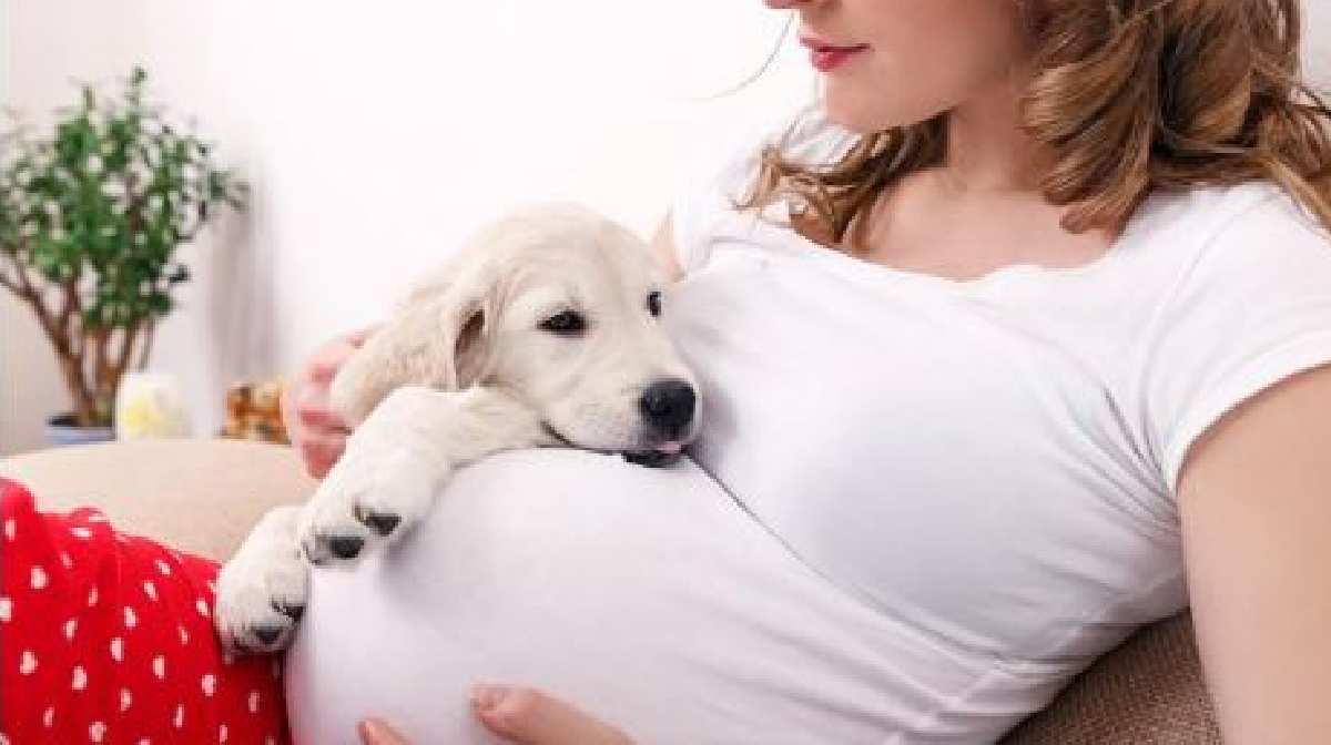 വളര്‍ത്തുനായ വില്ലനായി; ഗര്‍ഭിണിയുടെ വയറ്റില്‍ കണ്ടെത്തിയത് ടെന്നീസ് ...