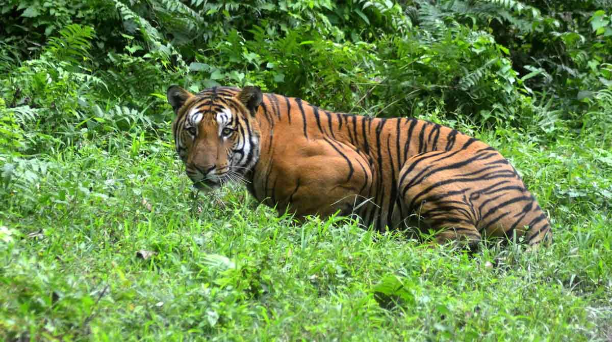 tiger attack mananthavady