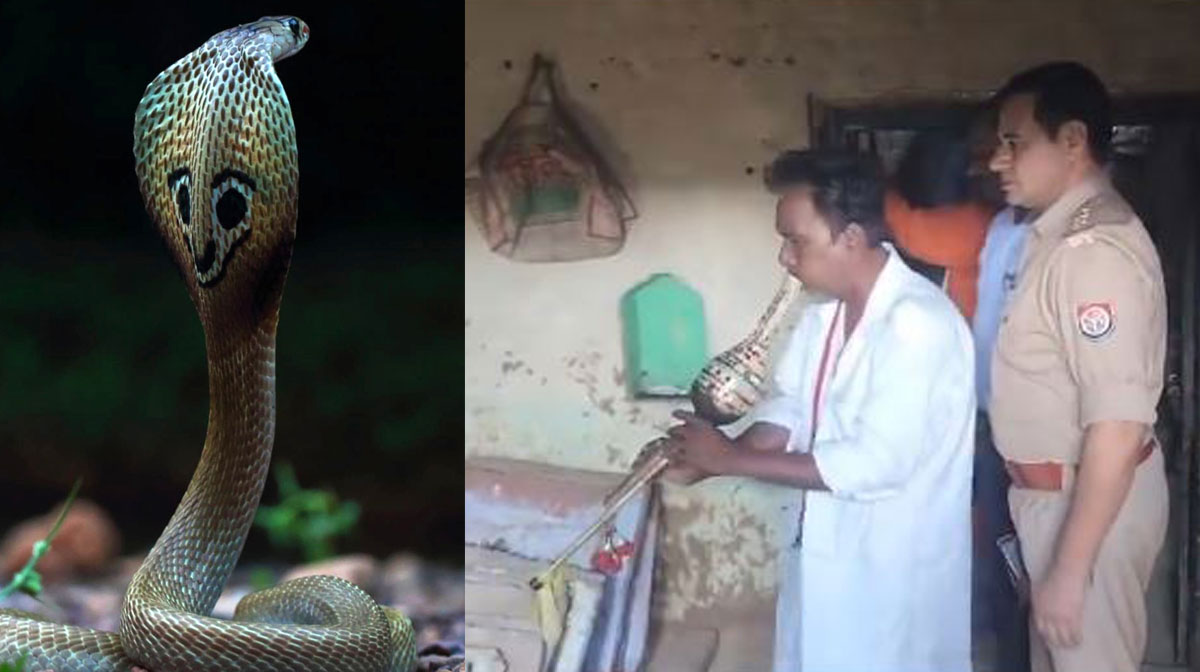 പ്രതികാരം തീര്‍ത്ത് സര്‍പ്പങ്ങള്‍; ജീവഭയത്തില്‍ ഒരു ഗ്രാമം | Snake ...