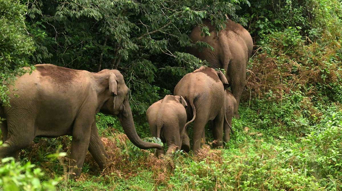 ‘കര്‍ഷകര്‍ക്ക് അവസരം നല്‍കൂ; കാട്ടാനകളെ വെടിവച്ച് ഇല്ലാതാക്കാം’ | BJP ...