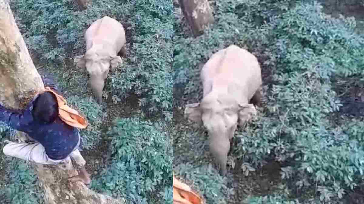 elephant attack manorama