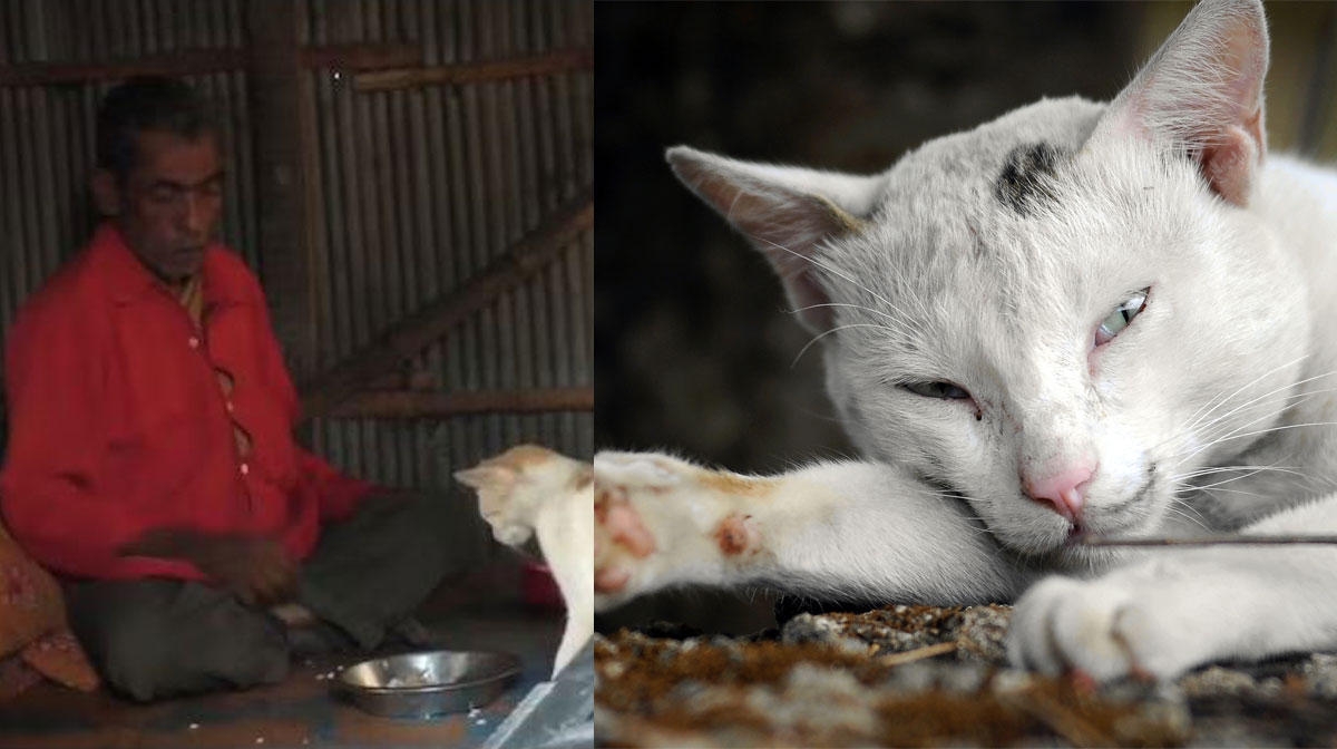 ‘എന്‍റെ മകനാണ്’; പൂച്ചയെ കാണാനില്ല; കണ്ടുപിടിക്കുന്നവര്‍ക്ക് പതിനായിരം ...