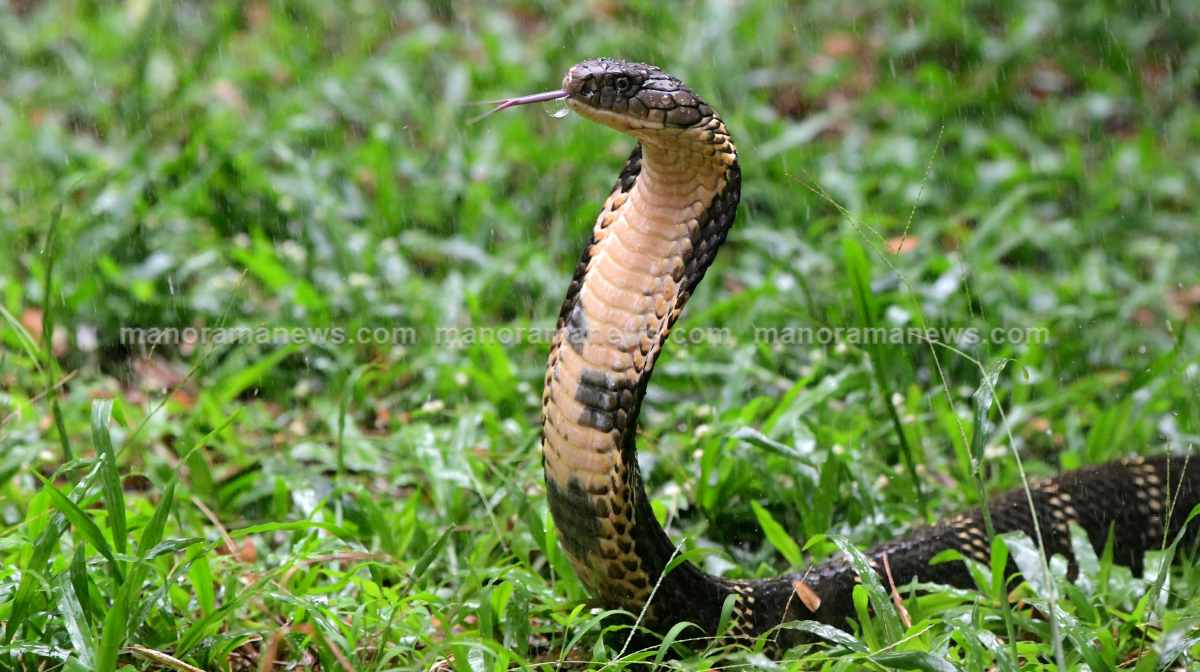 Snake | Snake Bite | Uttar Pradesh | എല്ലാ ശനിയാഴ്ചയും പാമ്പ് കടിക്കും ...