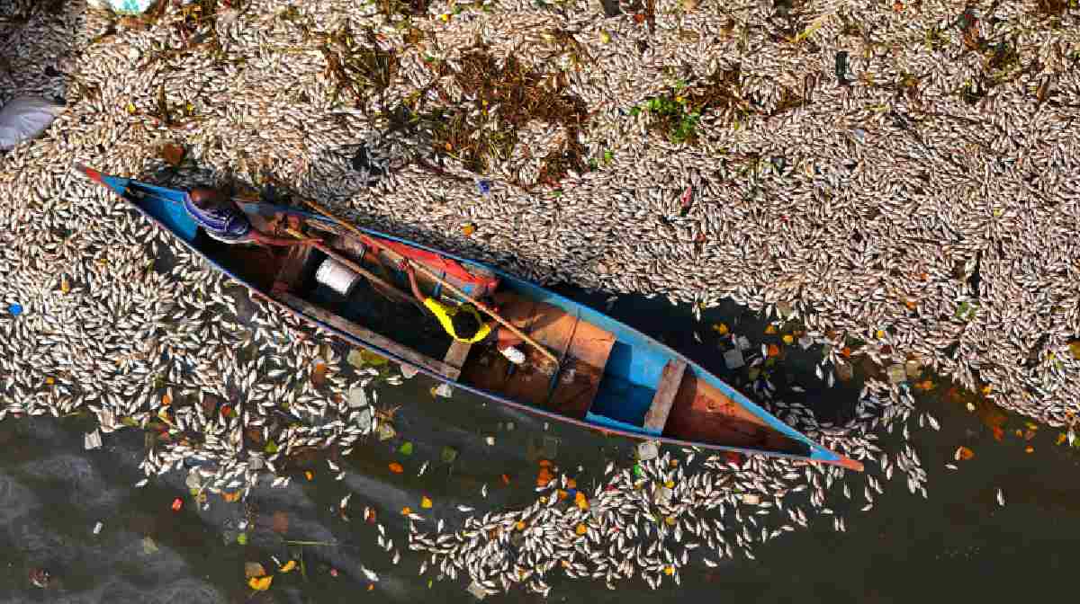 'അത് കറവെള്ള പ്രതിഭാസം'; അഷ്ടമുടിക്കായലില്‍ മീനുകള്‍ ചത്തുപൊങ്ങിയതില് ...