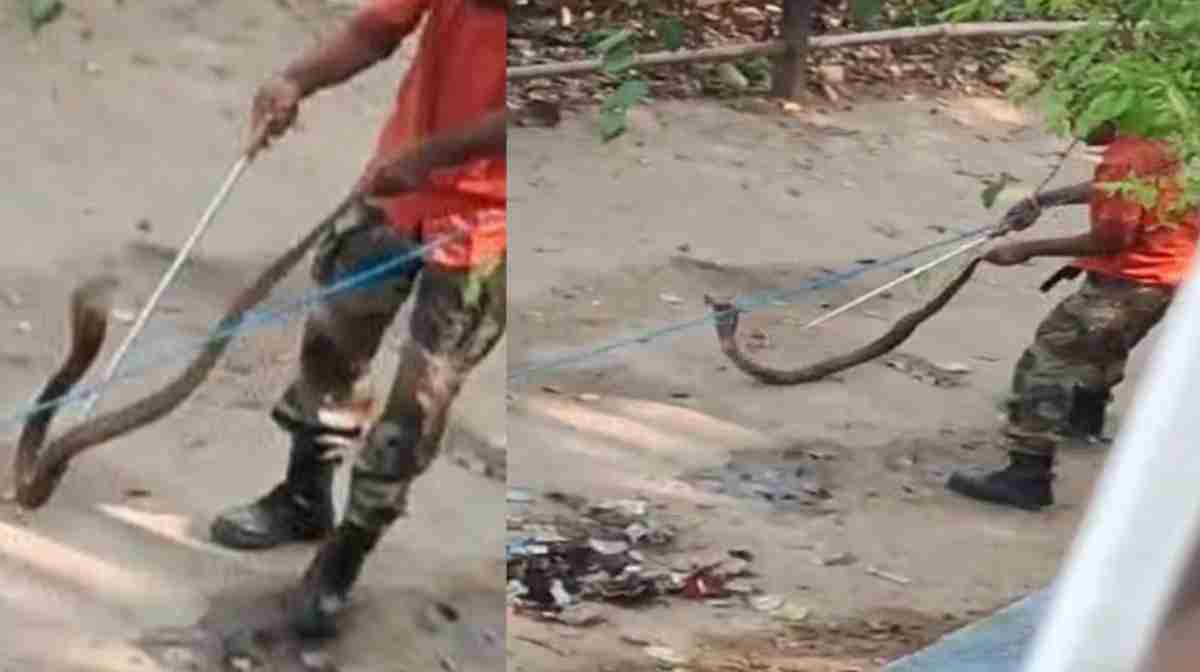 ശബരിമല സന്നിധാനത്ത് ആറടിമൂര്‍ഖന്‍ | Sabarimala | Snake Cobra