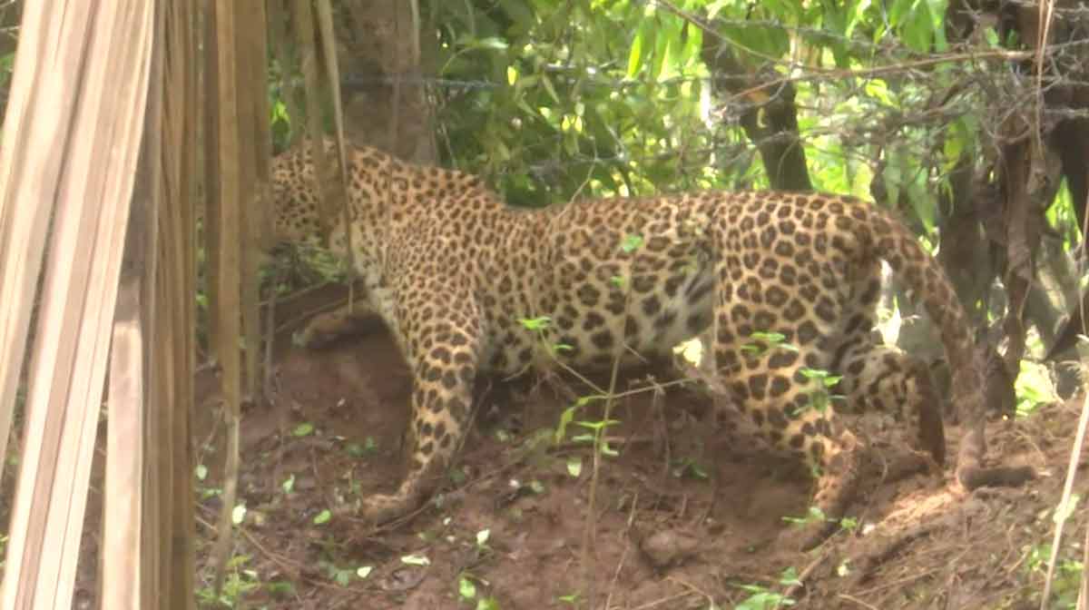 Leopard| Palakkad| Forest Officials|പാലക്കാട് കമ്പിവേലിയില്‍ പുലി ...