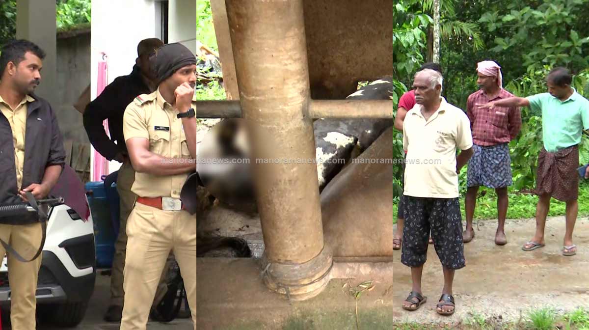 Wayanad Tiger Attack | വയനാട് കേണിച്ചിറയിൽ വീണ്ടും കടുവ; രണ്ടു പശുക്കളെ ...