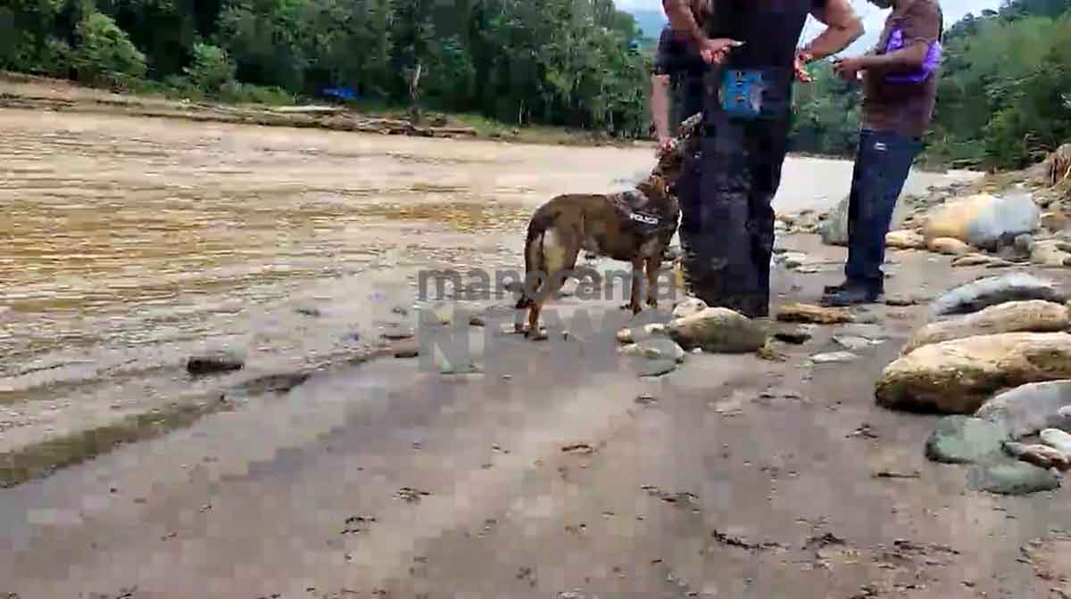 ചാലിയാറിന്റെ കരയിൽ പരിശോധനയ്ക്കായി കഡാവര്‍ നായ്ക്കള്‍ | wayanad ...