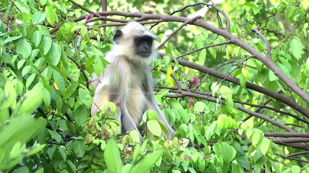 തിരുവനന്തപുരം മൃഗശാലയിൽ നിന്ന് 3 ഹനുമാൻ കുരങ്ങുകൾ ചാടിപ്പോയി | Three ...