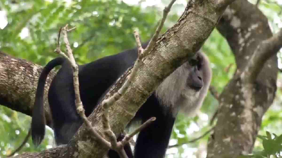 കൂട്ടില്‍ കയറാതെ ഹനുമാൻ കുരങ്ങുകള്‍; പിടികൂടാനാകാതെ അധികൃതര് ...