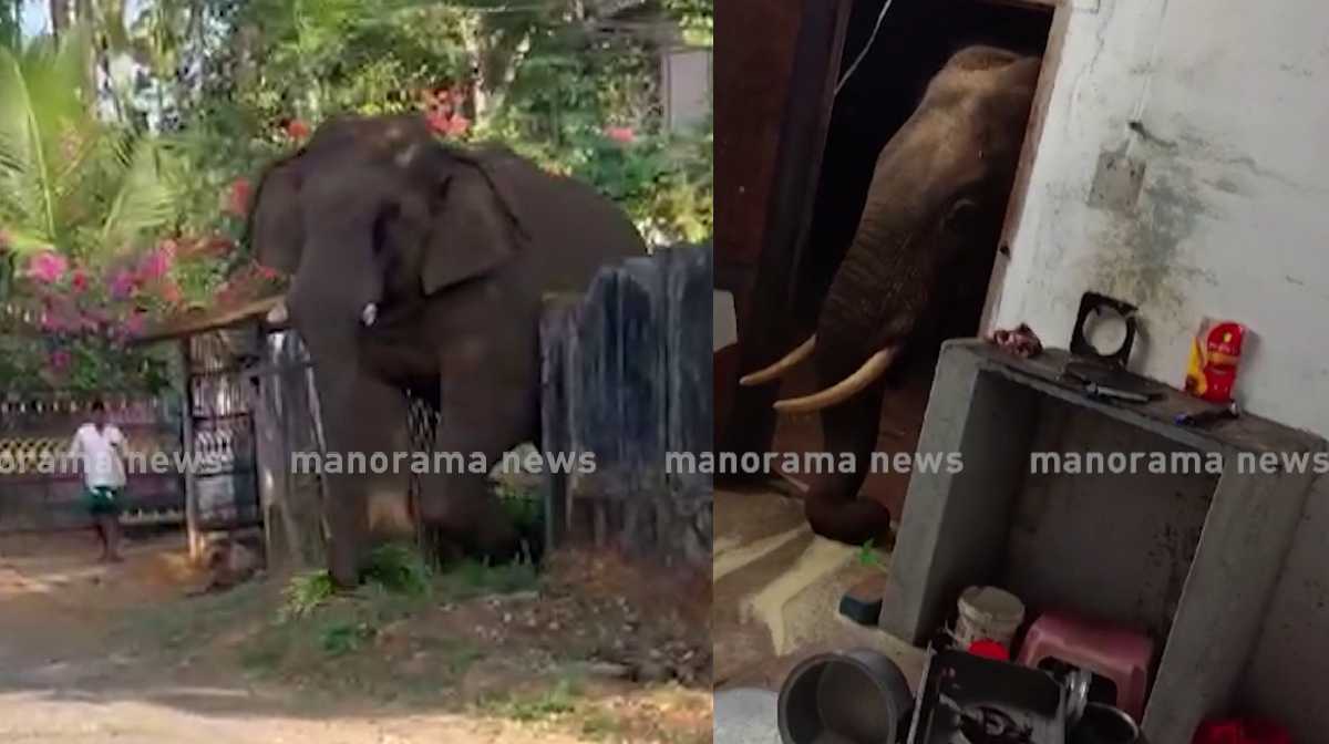 elephant attack manorama