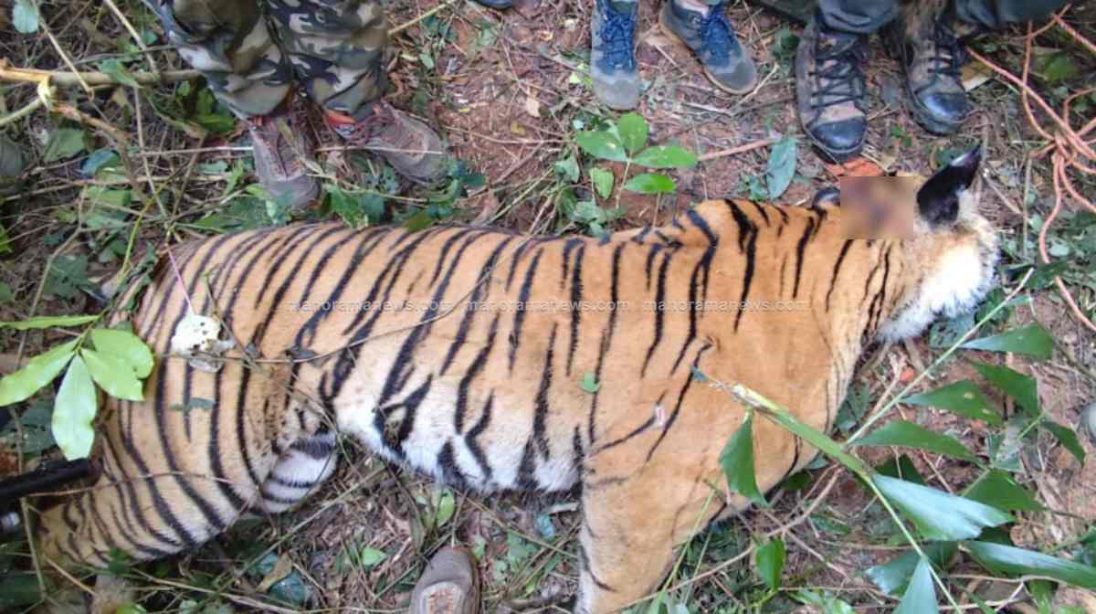 . ഏഴ് വയസിനടുത്ത് പ്രായമുള്ള പെണ്‍കടുവയാണ് ചത്തത്. | Man-eating tiger ...