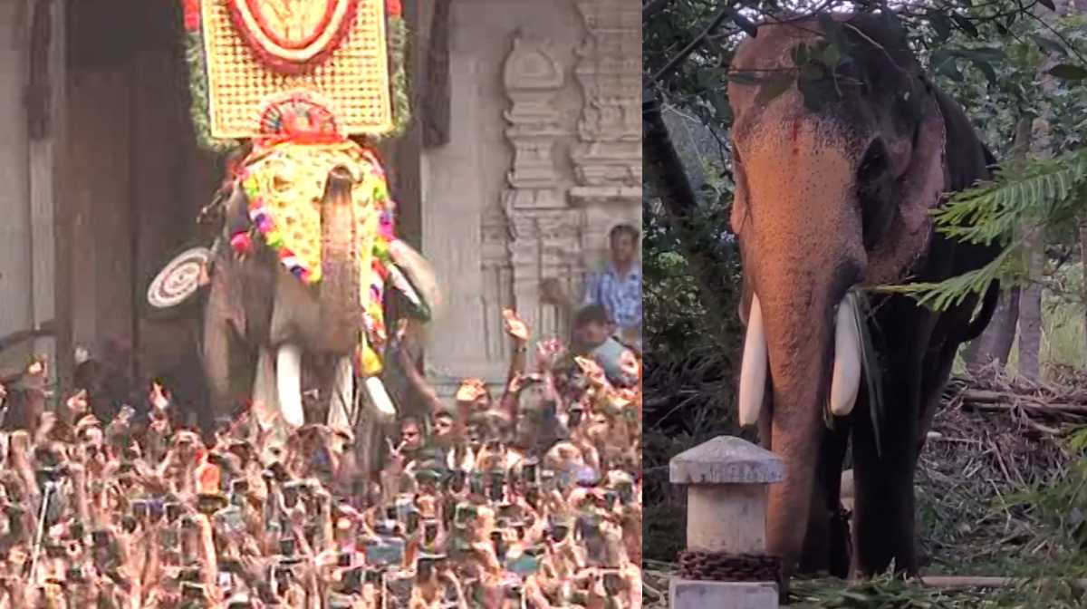 തൃശൂര്‍ പൂരം; ആവേശം ഉയർത്താൻ തെച്ചിക്കോട്ടുകാവ് രാമചന്ദ്രനും | Thrissur ...