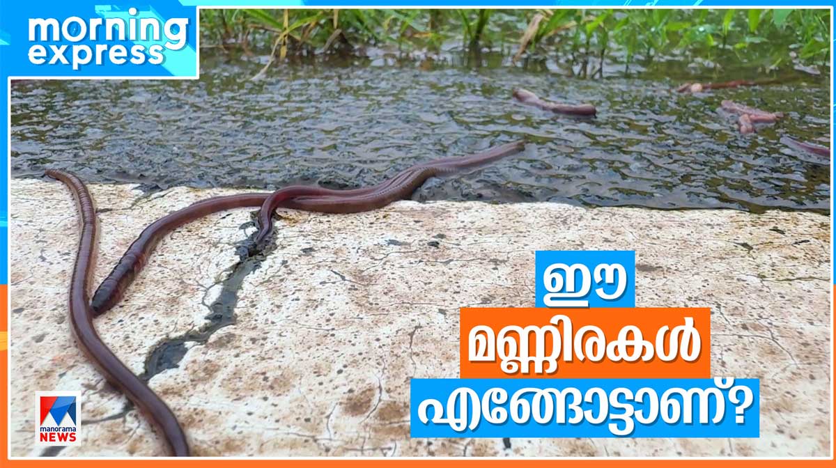 ഒന്നിച്ച് ഇഴഞ്ഞു നീങ്ങി മണ്ണിരകള്‍; ഈ കൂട്ടപലായനം എങ്ങോട്ടേക്ക് | where ...