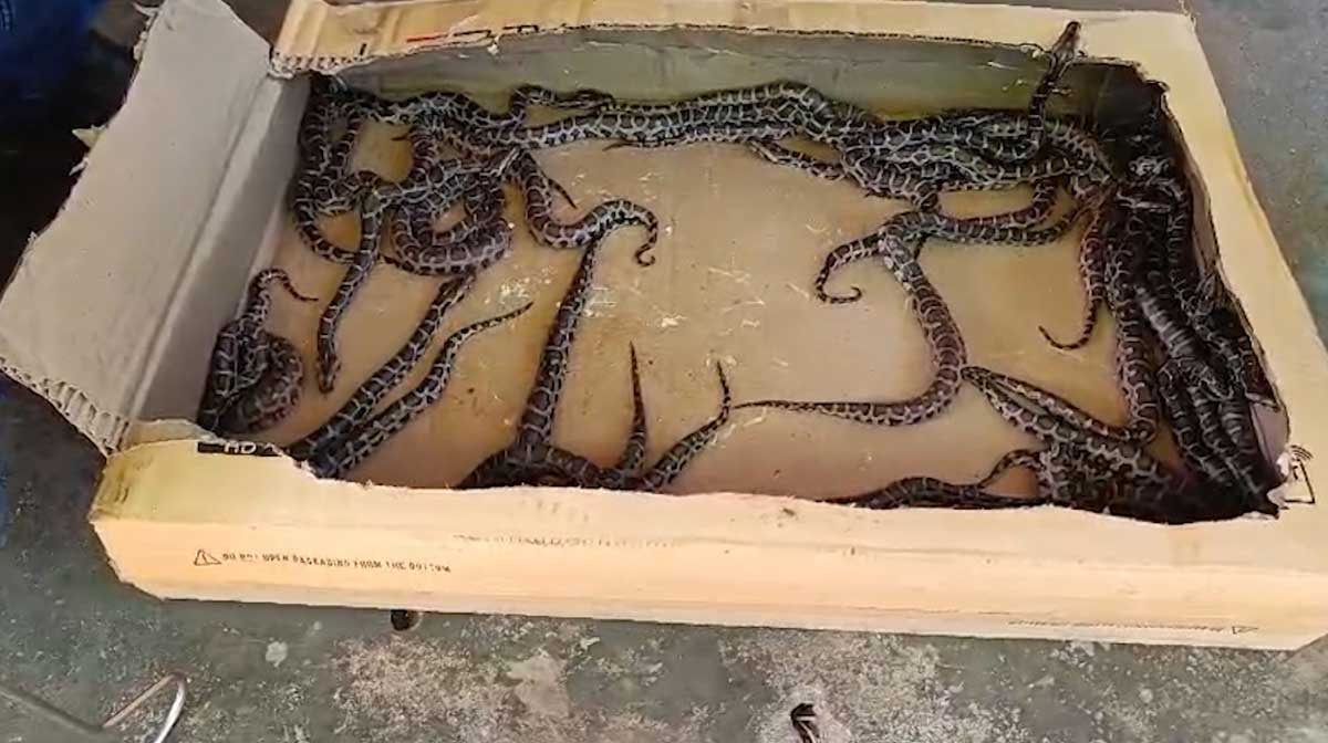 ഫോറസ്റ്റ് റെസ്ക്യൂ വാച്ചറുടെ വീട്ടിൽ പെരുമ്പാമ്പിന്‍ മുട്ട വിരിഞ്ഞു; 35 ...