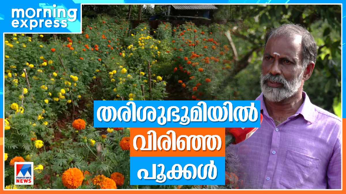 യൂട്യൂബ് വിഡിയോയിലൂടെ കൃഷിരീതി പഠിച്ചു; തരിശുഭൂമിയിൽ ചെണ്ടുമല്ലി ...