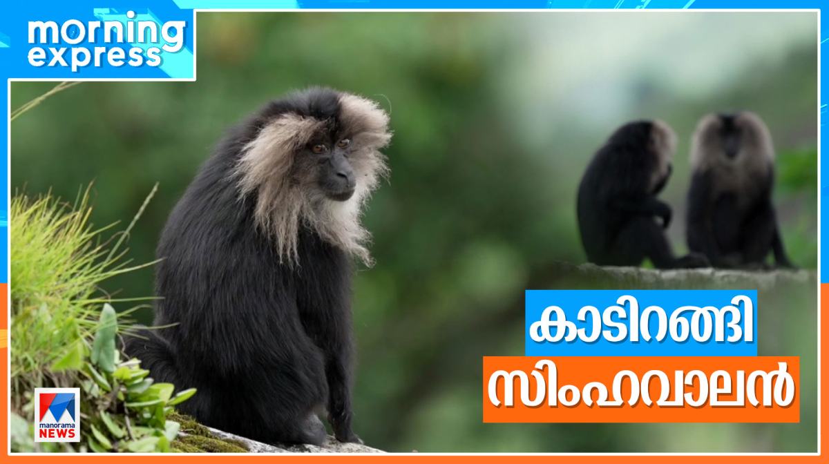 കൂട്ടത്തോടെ നാട്ടിലിറങ്ങി സിംഹവാലന്‍ കുരങ്ങുകള്‍ ; സര് ...