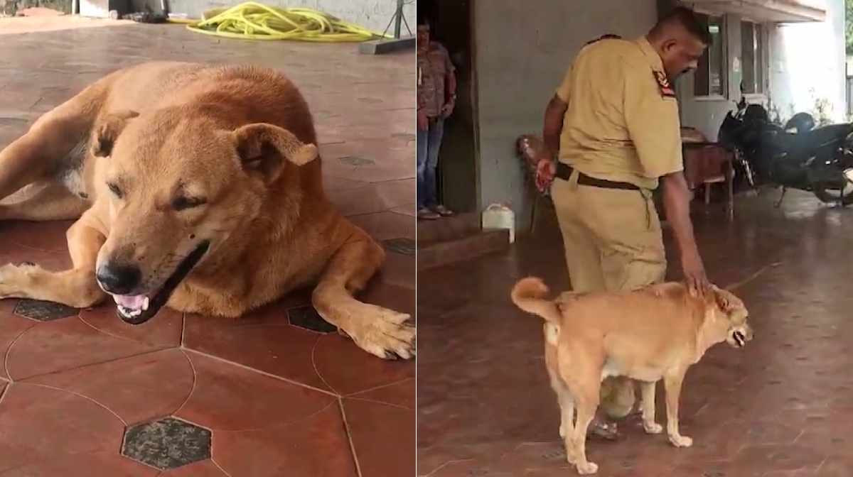 പ്രളയം ഒന്നാക്കിയ സൗഹൃദം; സെക്യൂരിറ്റി ജീവനക്കാരന് കൂട്ടായി ‘അപ്പു ...