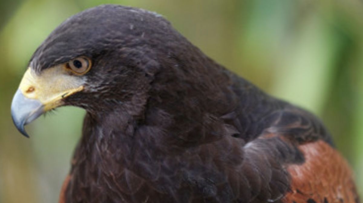 തിരുമ്പി വന്നിട്ടേന്ന് സൊല്ല്! ജനങ്ങളെ ആക്രമിച്ച പരുന്തിനെ നാടുകടത്തി ...