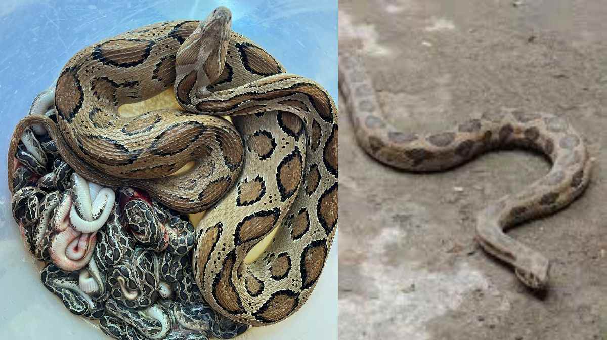 അണലിയുടെ ഒറ്റ പ്രസവം, 60 കുഞ്ഞുങ്ങൾ; വിഷപ്പാമ്പ് ഭീതിയില്‍ അരൂര് ...