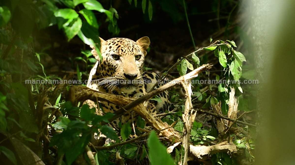 മൂന്ന് വയസുകാരനെ പുലി കടിച്ചുകൊന്നു; മൃതദേഹത്തില്‍ രാഖി കെട്ടി സഹോദരി ...