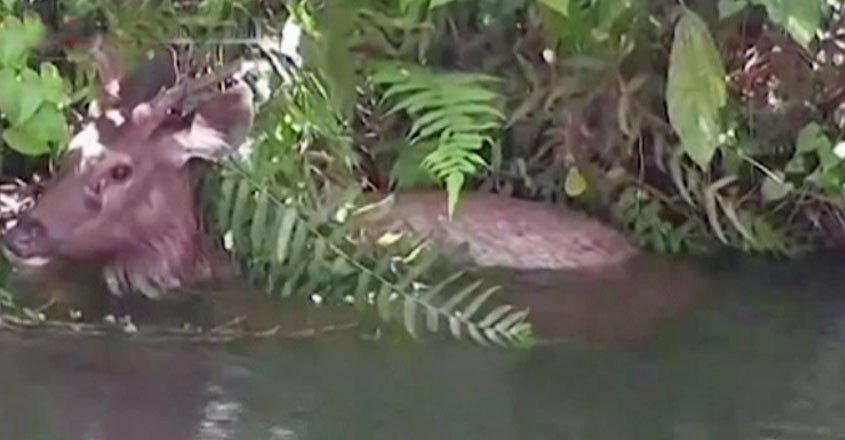 കനാലിൽ കുടുങ്ങിയ മ്ലാവിനെ നാട്ടുകാരും വനപാലകരും ചേർന്ന് രക്ഷപ്പെടുത്തി