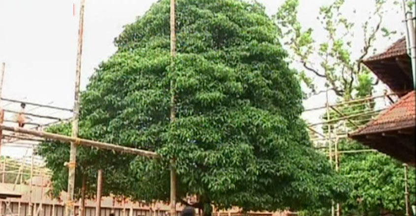 ഇലഞ്ഞിമരം പൂത്തു, പൂരനഗരത്തിന്റെ ഹൃദയവും, ഇത്തവണ പൂരം ഗംഭീരമാകുമെന്ന് ...