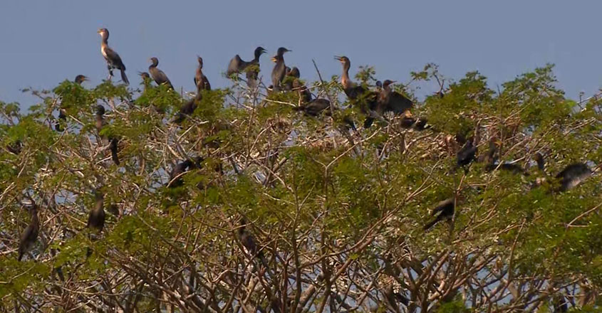 ആലപ്പുഴ നഗരത്തിലെ യാത്രക്കാരുടെ 'പേടി സ്വപ്നം'; നാടിനു തലവേദനയായി ഈവഴി