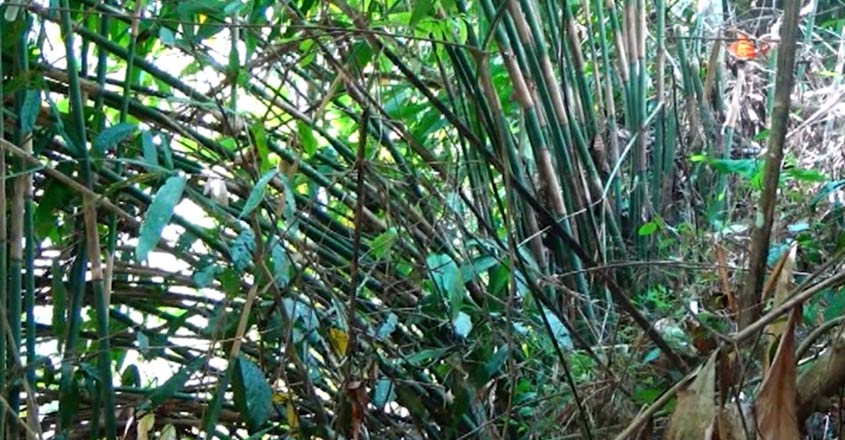 ഈറ്റവെട്ട് പുനരാരംഭിക്കാന്‍ കഴിഞ്ഞില്ല; തൊഴിലാളികള്‍ പ്രതിസന്ധിയി ...