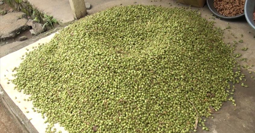 മായം ചേര്‍ക്കല്‍ വ്യാപകം; ഏലത്തിന് വിപണിയില്‍ തിരിച്ചടി | Idukki ...