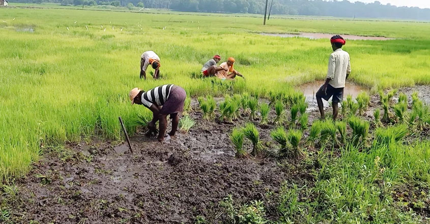 തഴക്കരയില്‍ കളശല്യം രൂക്ഷം; കൃഷിച്ചെലവ് ഉയരുന്നു; കർഷകർ ദുരിതത്തി ...