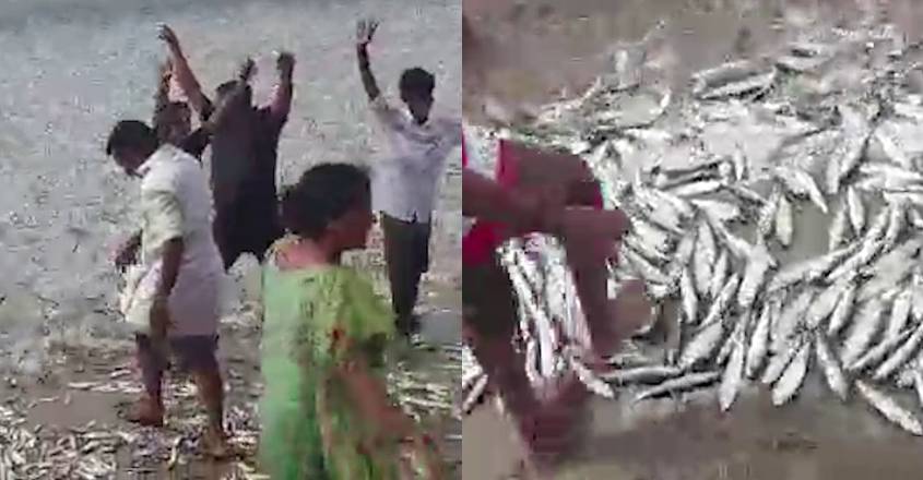 വൈപ്പിനിലും ഫോര്‍ട്ട് കൊച്ചിയിലും ചാളച്ചാകര | Vypin | Kerala | Kochi ...