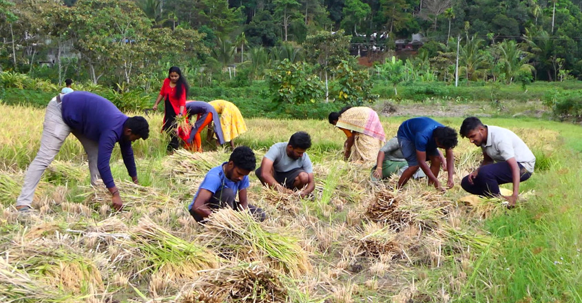 സർക്കാർ ജോലിക്കായുള്ള കാത്തിരിപ്പിനിടയില്‍ നെല്‍ക്കൃഷിയില്‍ നൂറുമേനി
