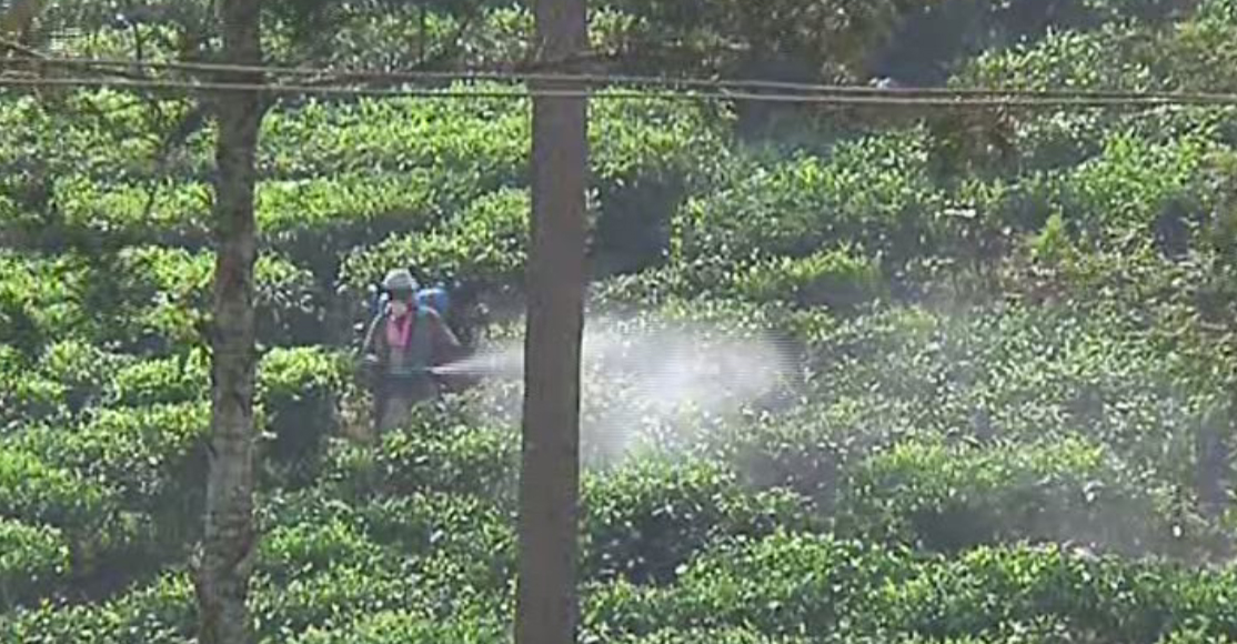 വയനാട്ടിലെ കീടനാശിനി പ്രയോഗം; ആരോഗ്യപ്രശ്നങ്ങള്‍ അനവധി | wayanad ...