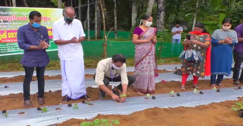 സുഭിക്ഷ കേരളത്തിന്റെ ഭാഗമായി മള്‍ച്ചിങ് രീതി; കൈതേരിയിൽ മാതൃകാ കൃഷി ...