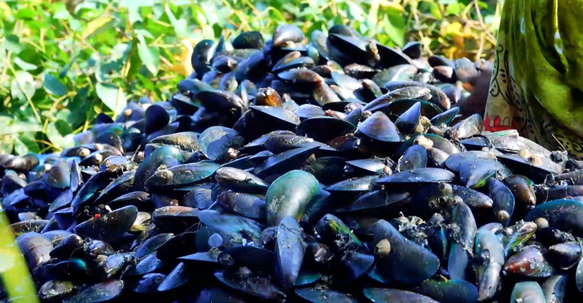 കവ്വായിക്കായലിൽ കല്ലുമ്മക്കായ കൃഷിയുടെ വിളവെടുപ്പ്; കർഷകരുടെ പ്രതീക്ഷ ...