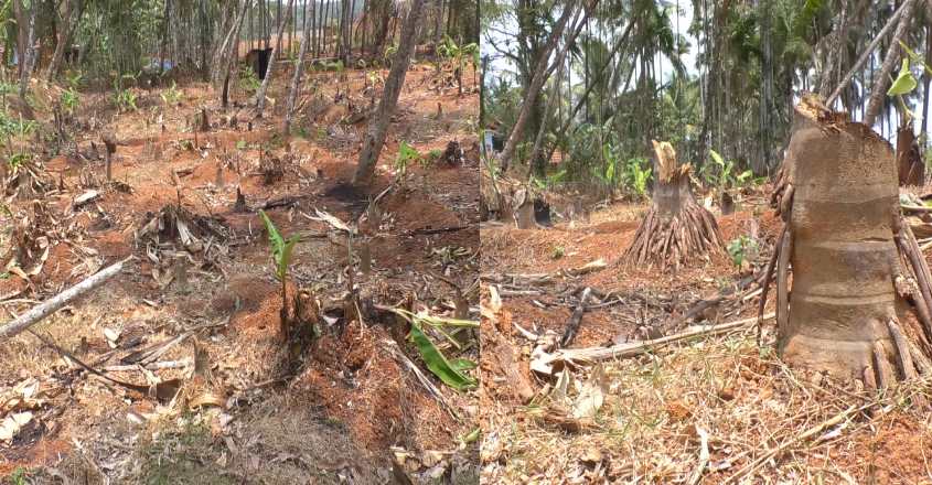 മഞ്ഞളിപ്പ് രോഗം; പ്രതിസന്ധിയിലായി കവുങ്ങ് കര്‍ഷകര്‍ | Areca Palm ...