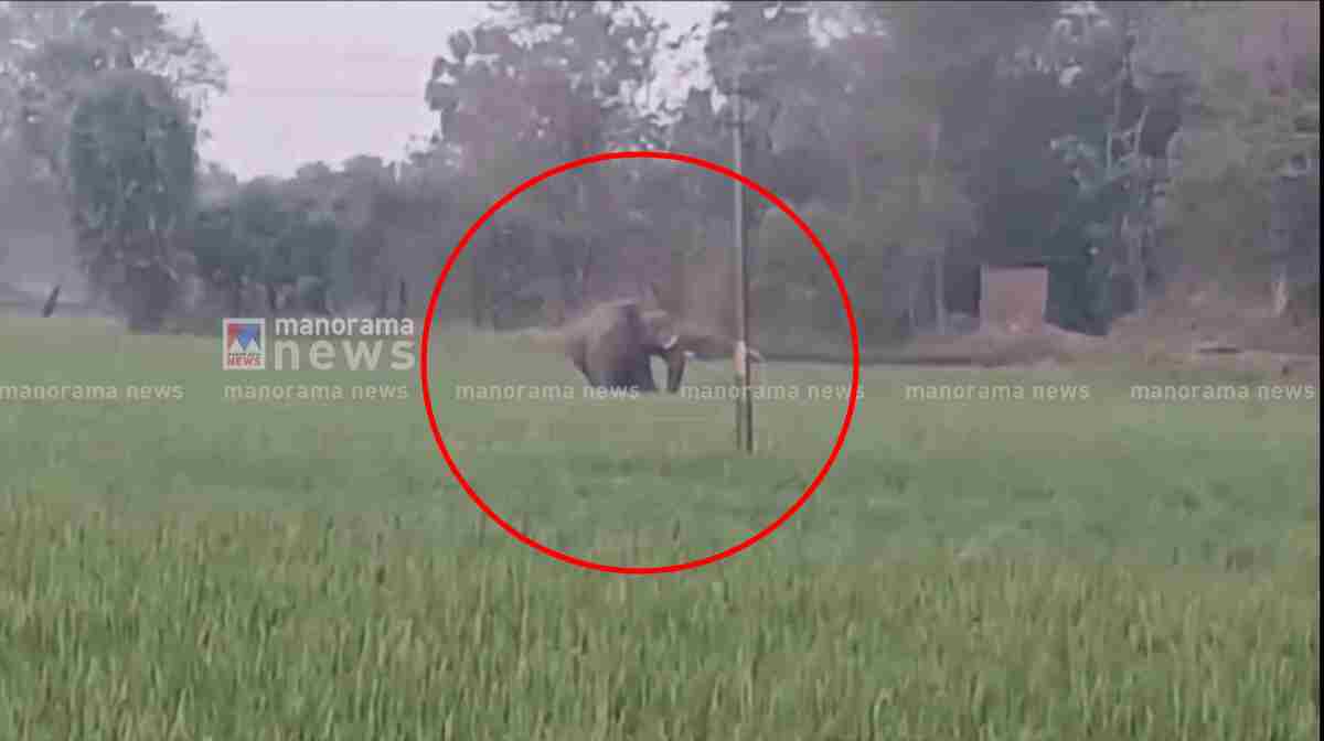 elephant attack manorama