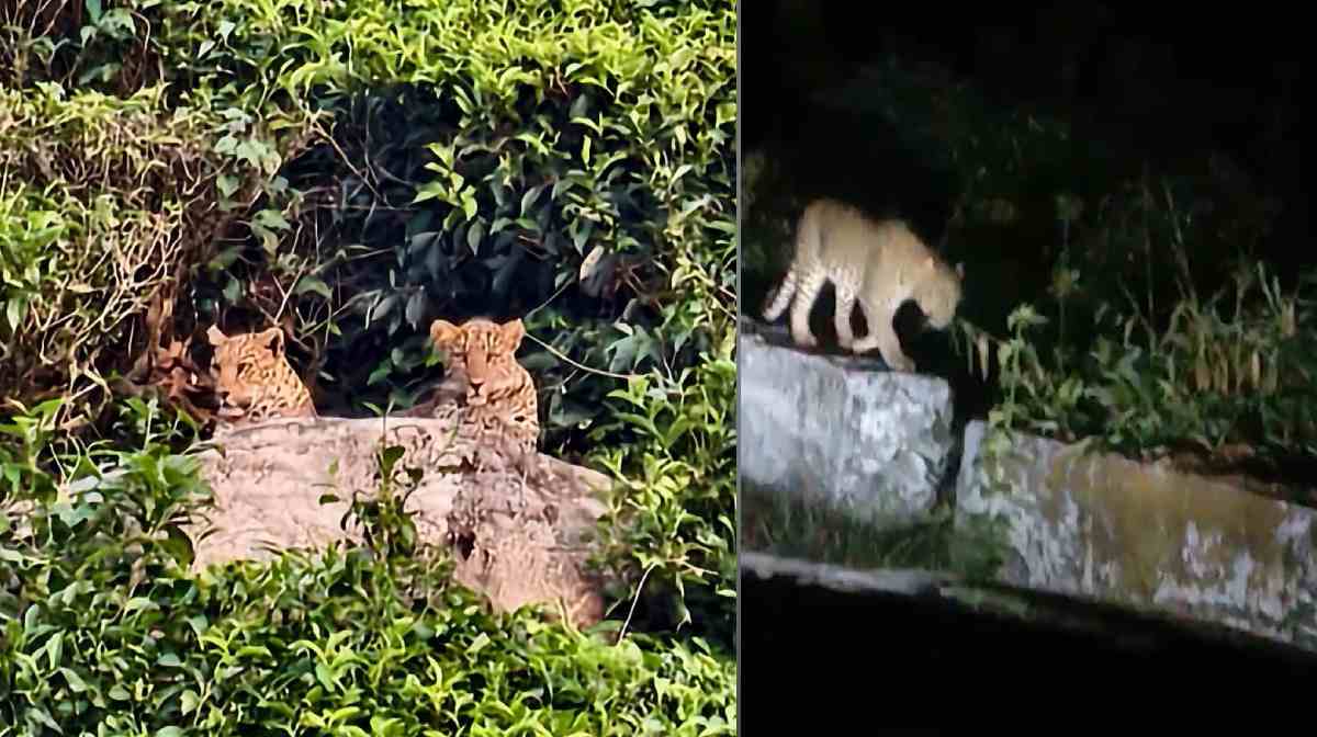 വാൽപ്പാറക്കാരുടെ ഉറക്കം കെടുത്തി ജനവാസ മേഖലയിൽ വീണ്ടും പുലി സാന്നിധ്യം | Valparai tiger sighting ...